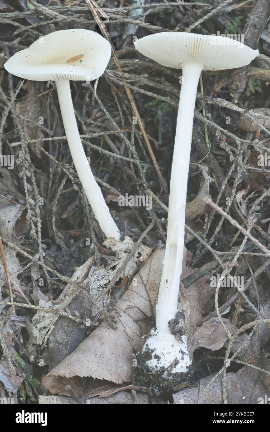 Ringless Panther (Amanita albocreata Stock Photo - Alamy