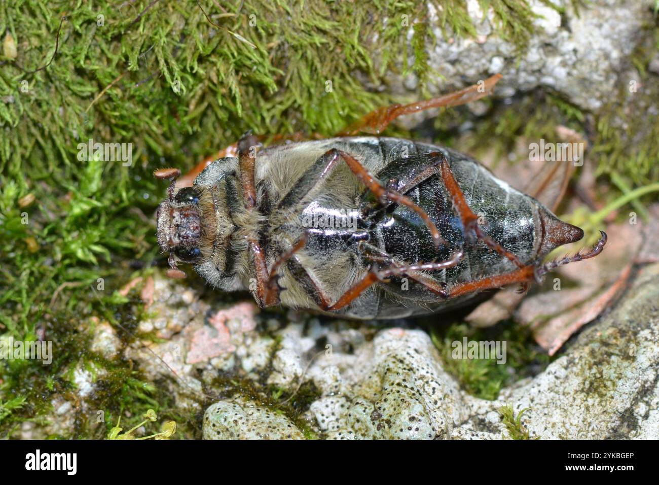 Common Cockchafer (Melolontha melolontha Stock Photo - Alamy