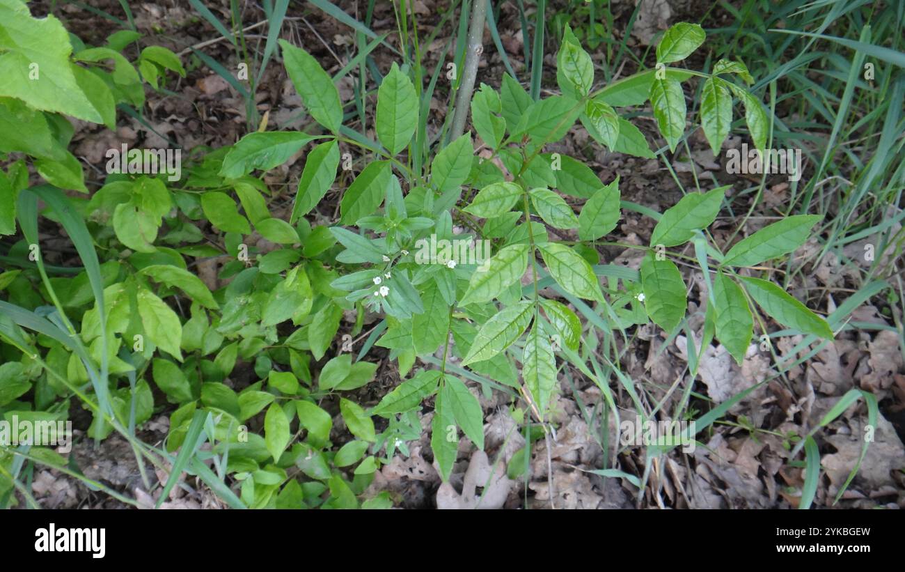 corn gromwell (Buglossoides arvensis Stock Photo - Alamy