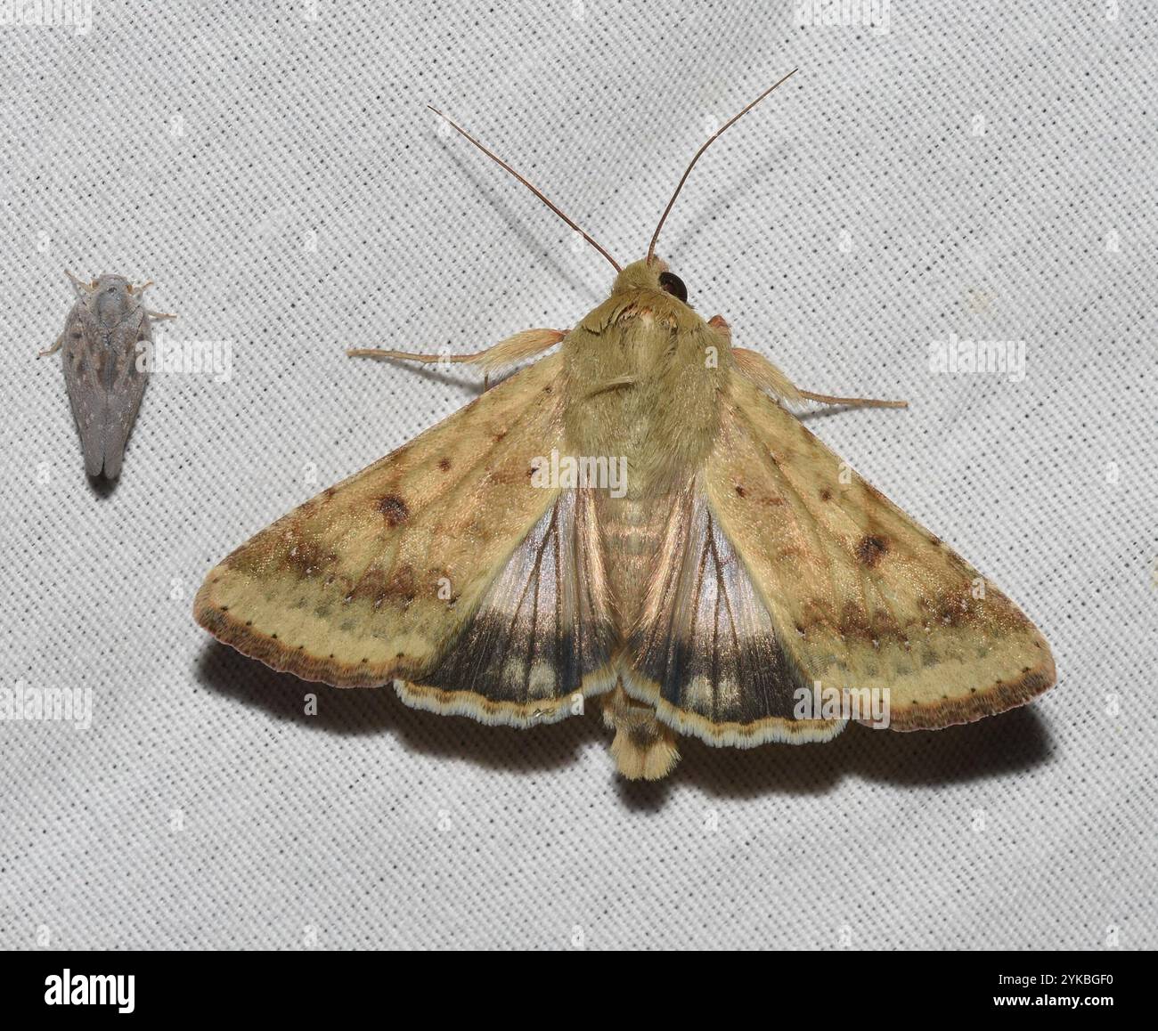 Corn Earworm Moth (Helicoverpa zea Stock Photo - Alamy