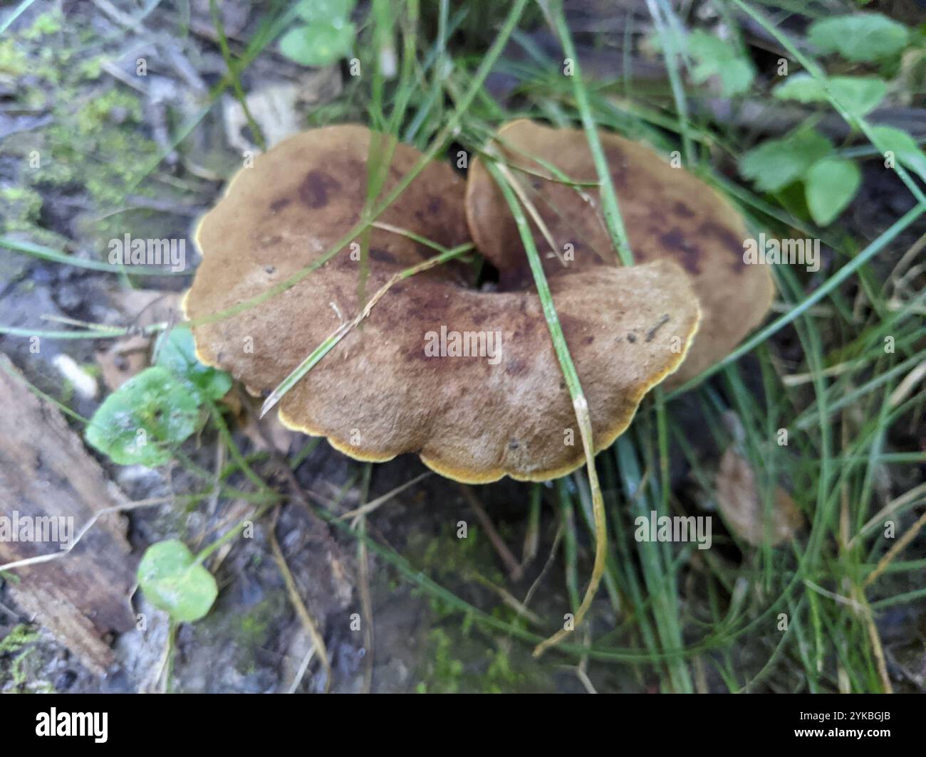 ash-tree bolete (Boletinellus merulioides Stock Photo - Alamy