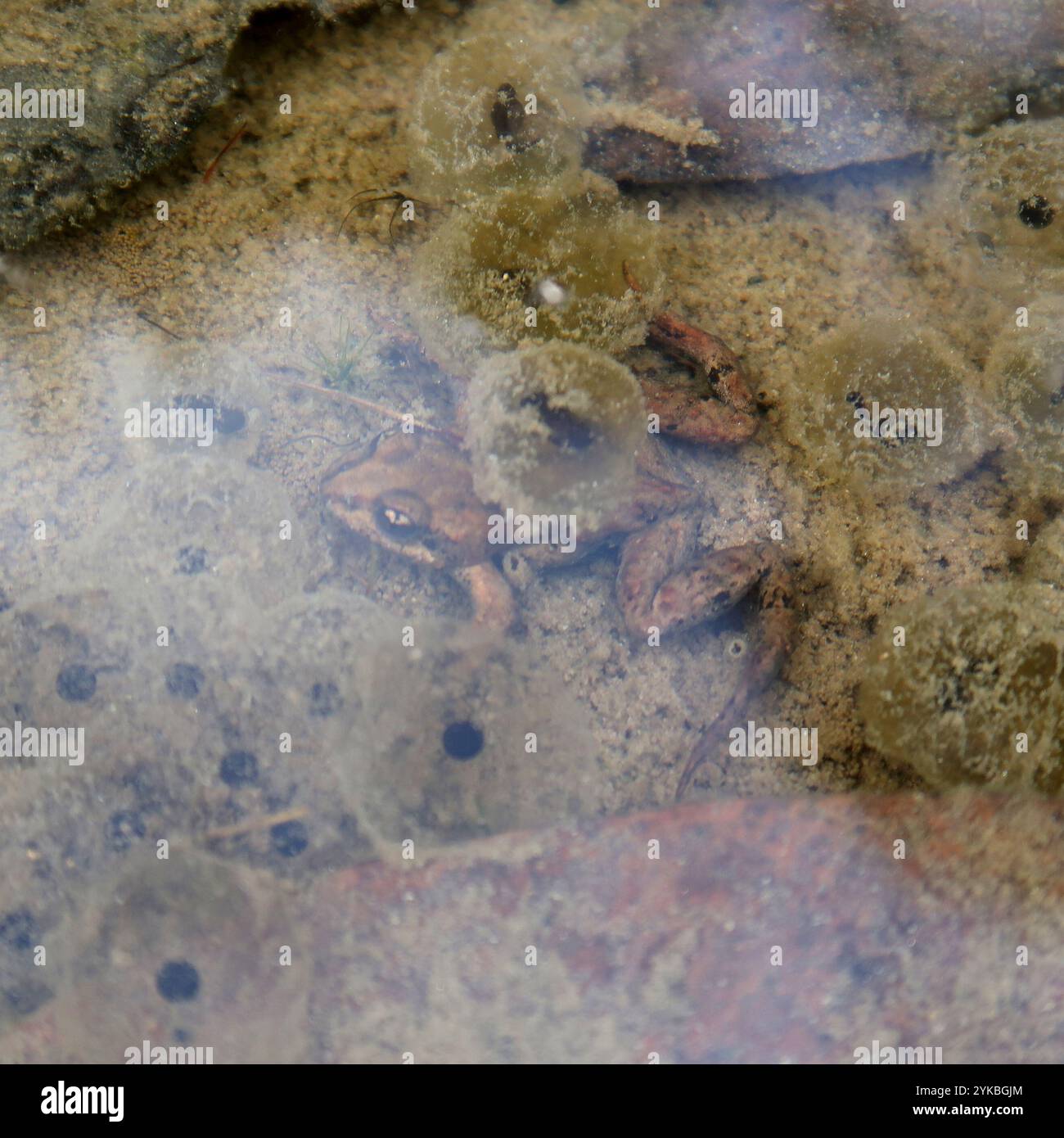 Common Eastern Froglet (Crinia signifera Stock Photo - Alamy