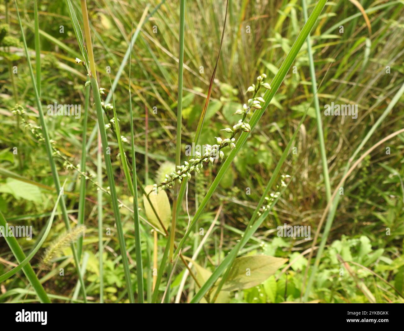 American jumpseed (Persicaria virginiana Stock Photo - Alamy