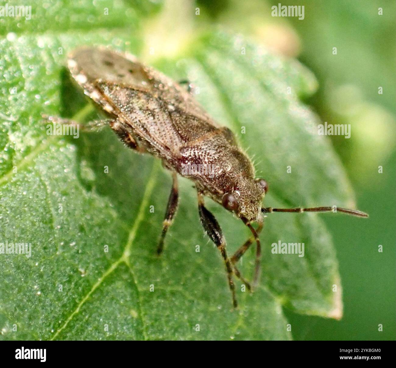 Nettle ground bug (Heterogaster urticae Stock Photo - Alamy