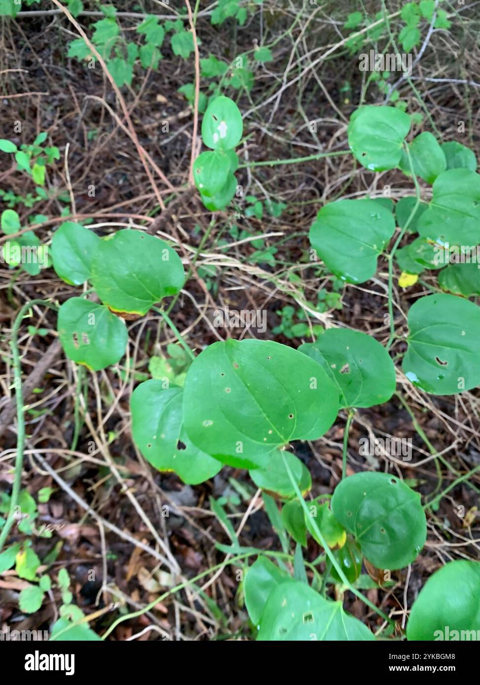 Smilax rotundifolia hi-res stock photography and images - Alamy