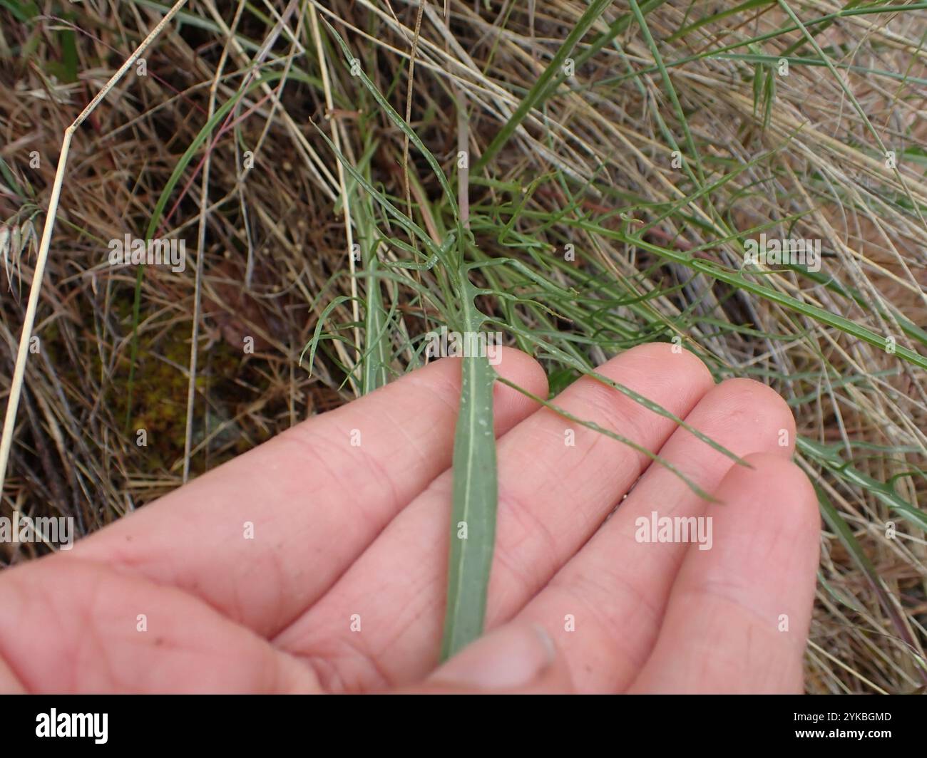 Slender Hawksbeard (Crepis atribarba Stock Photo - Alamy