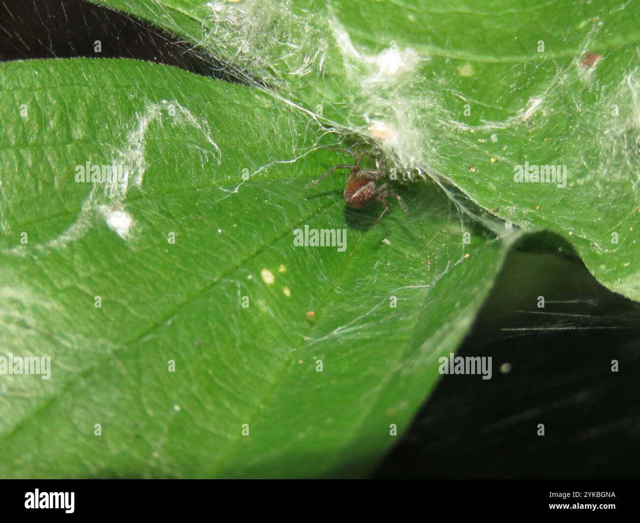Typical Spiders (Araneomorphae Stock Photo - Alamy