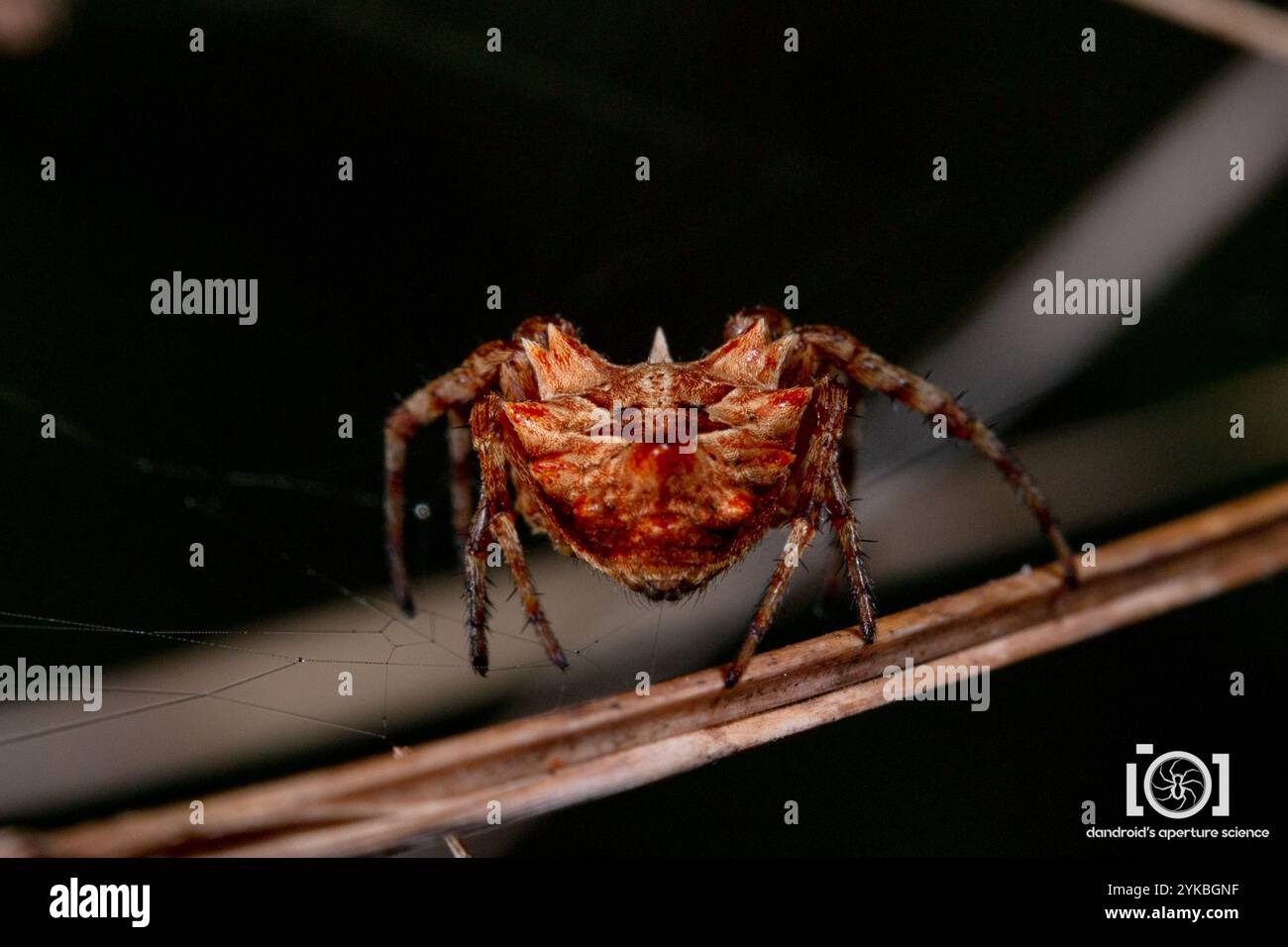 Star-bellied Orb-web Spiders (Acanthepeira Stock Photo - Alamy