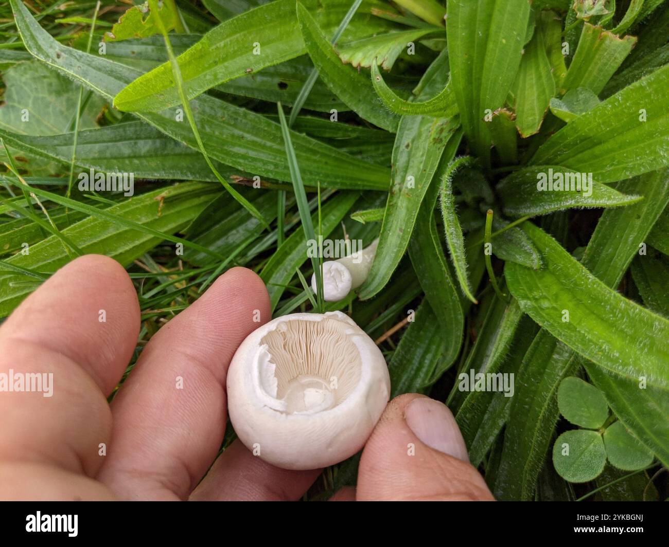 White Dapperling (Leucoagaricus leucothites Stock Photo - Alamy