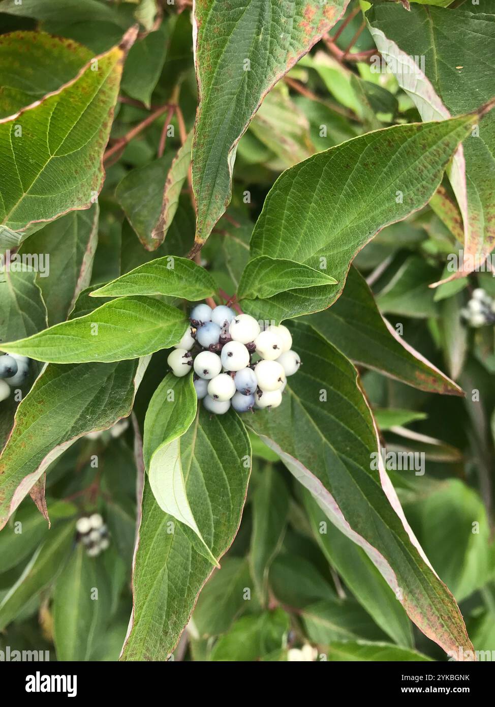 red osier dogwood (Cornus sericea Stock Photo - Alamy