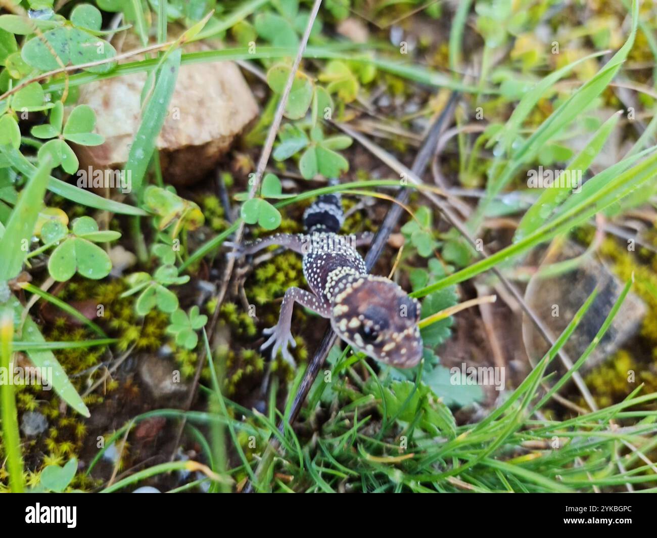 Thick-tailed Barking Gecko (Underwoodisaurus milii Stock Photo - Alamy