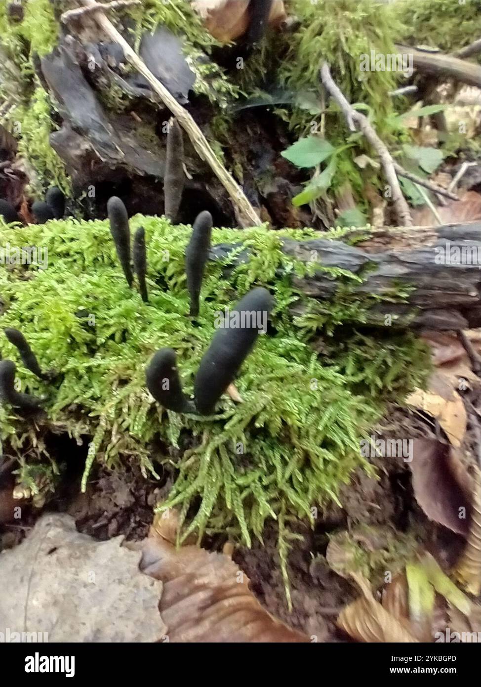 dead man's fingers (Xylaria polymorpha Stock Photo - Alamy