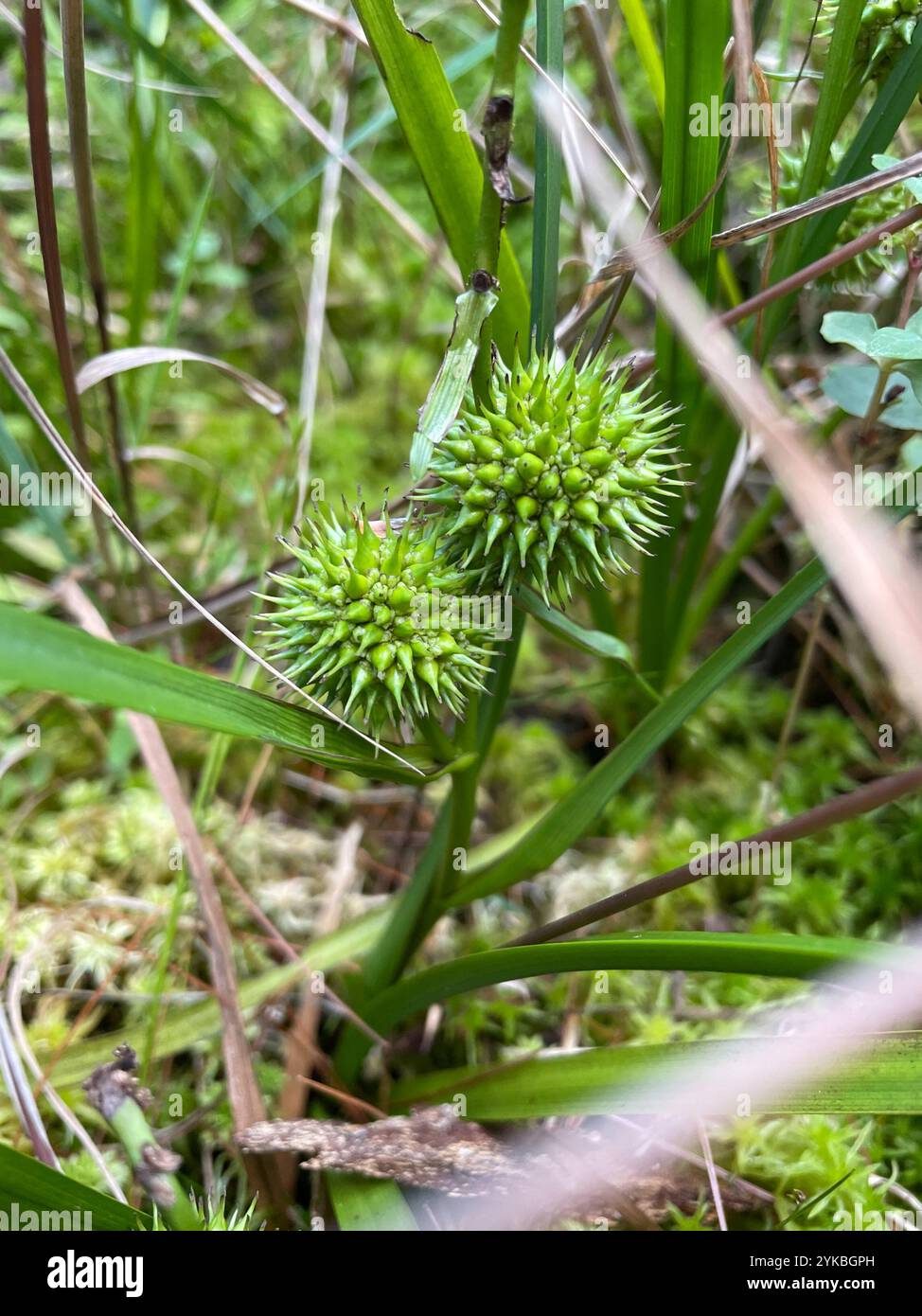 American bur reed hi-res stock photography and images - Alamy