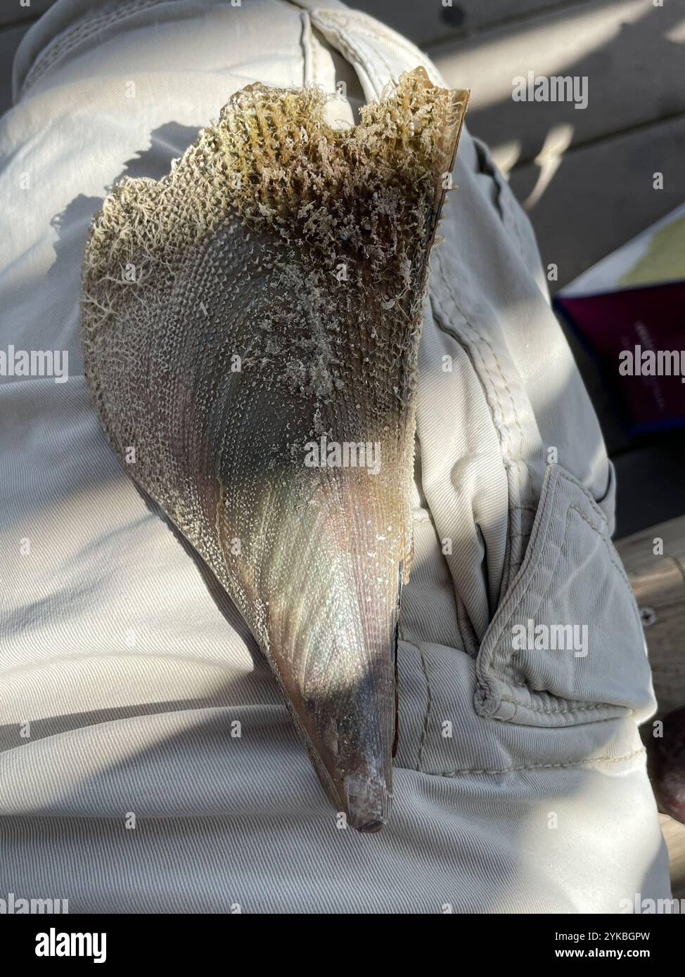 Sawtooth Pen Shell (Atrina serrata Stock Photo - Alamy