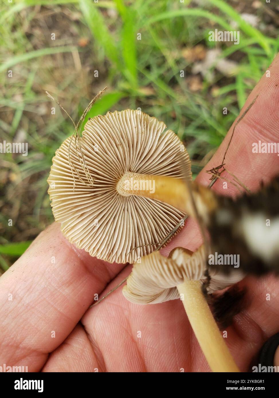 Fibercaps and Allies (Inocybaceae Stock Photo - Alamy