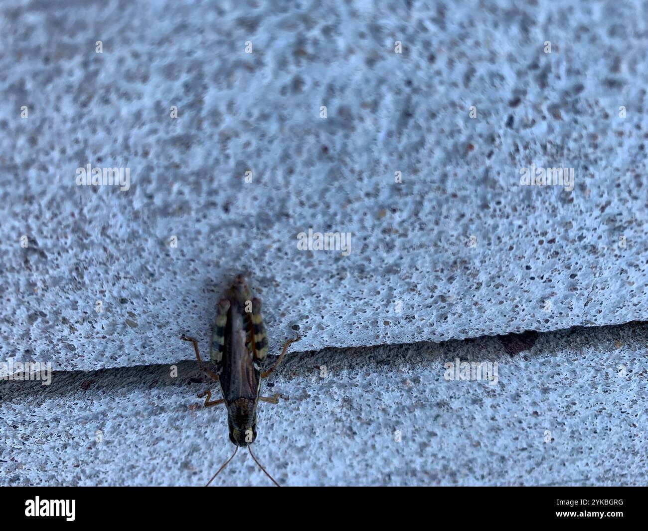 Migratory Grasshopper (Melanoplus sanguinipes Stock Photo - Alamy