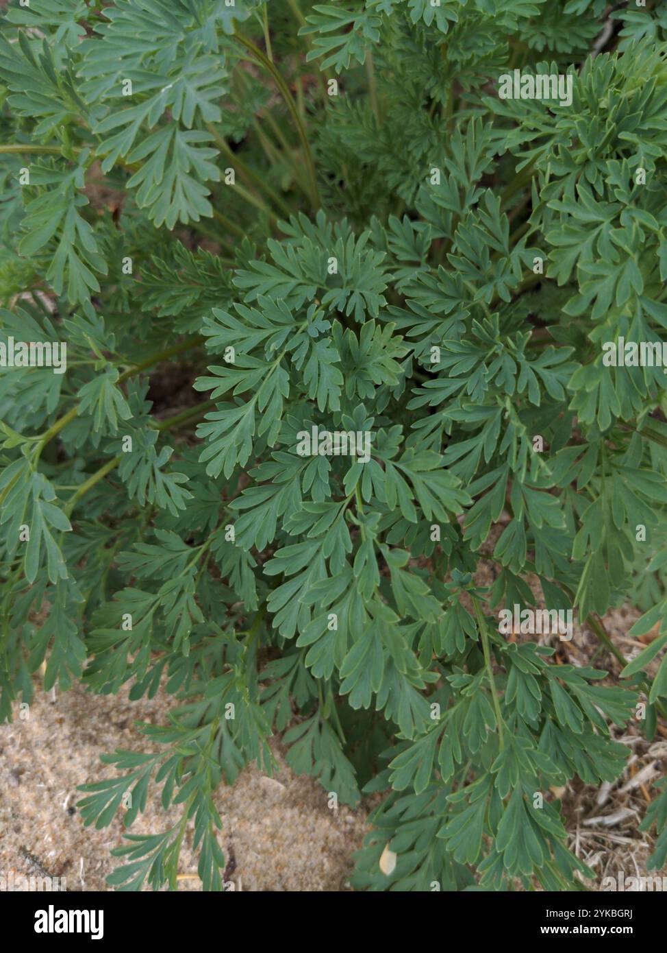 golden corydalis (Corydalis aurea Stock Photo - Alamy