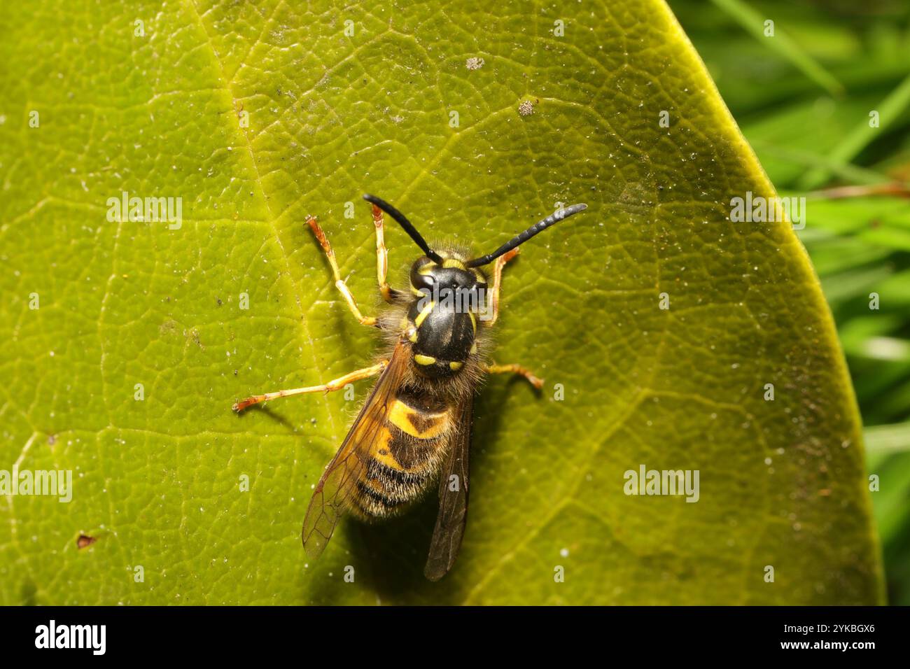 Common European Yellowjacket (Vespula vulgaris Stock Photo - Alamy