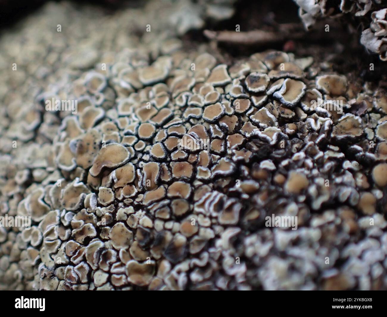 common lichens (Lecanoromycetes Stock Photo - Alamy