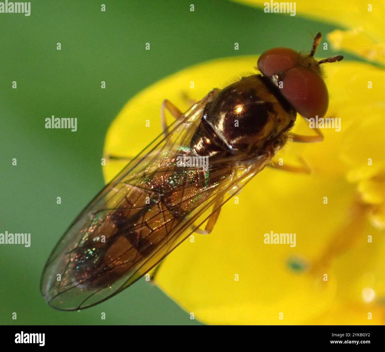 Variable Duskyface Fly (Melanostoma mellinum Stock Photo - Alamy