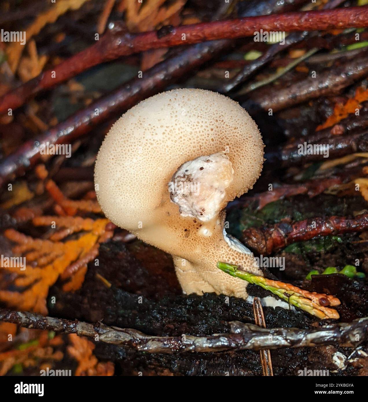 Pear-shaped Puffball (Apioperdon pyriforme Stock Photo - Alamy