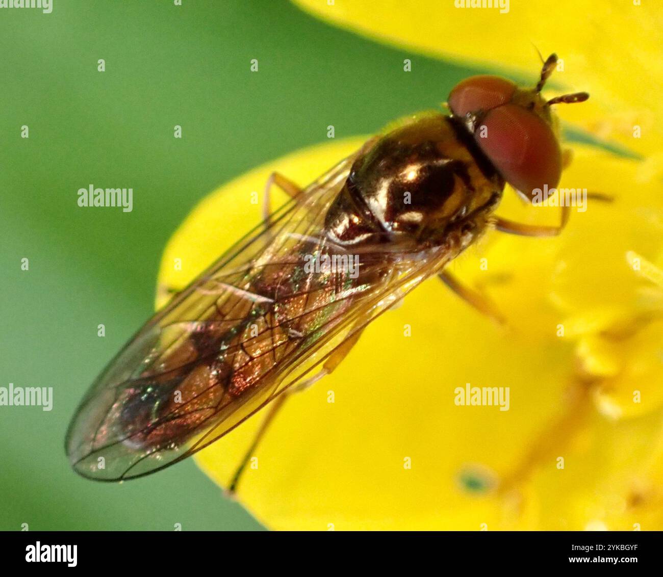 Variable Duskyface Fly (Melanostoma mellinum Stock Photo - Alamy