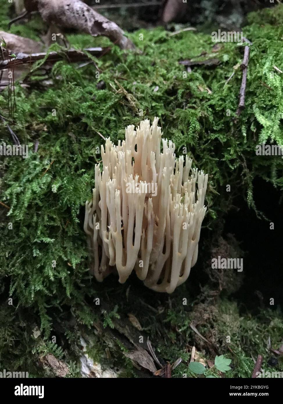 Upright Coral Fungus (Ramaria stricta Stock Photo - Alamy