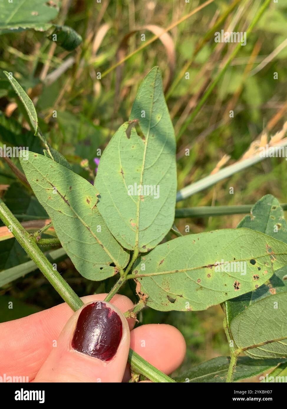 perplexed tick-trefoil (Desmodium perplexum Stock Photo - Alamy
