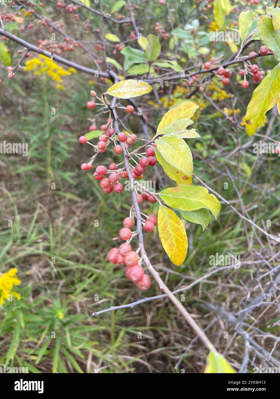 autumn olive (Elaeagnus umbellata Stock Photo - Alamy