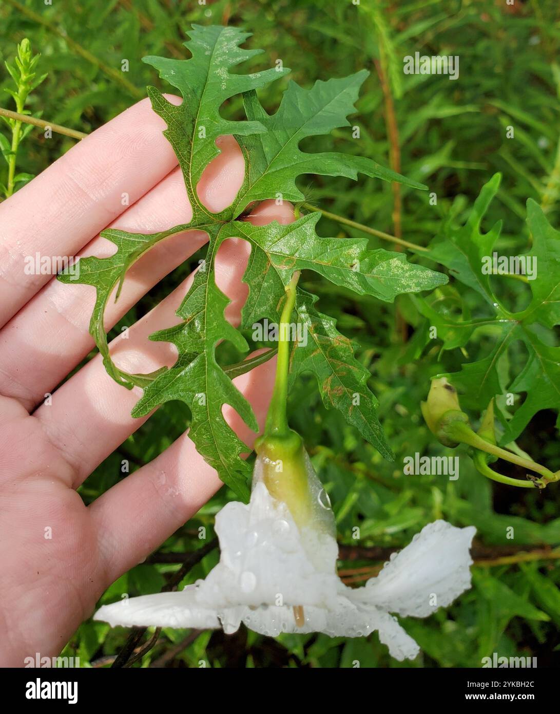 Alamo vine (Distimake dissectus Stock Photo - Alamy