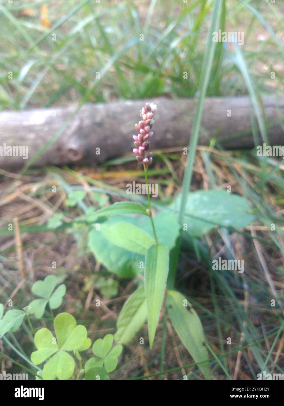 low smartweed (Persicaria longiseta Stock Photo - Alamy