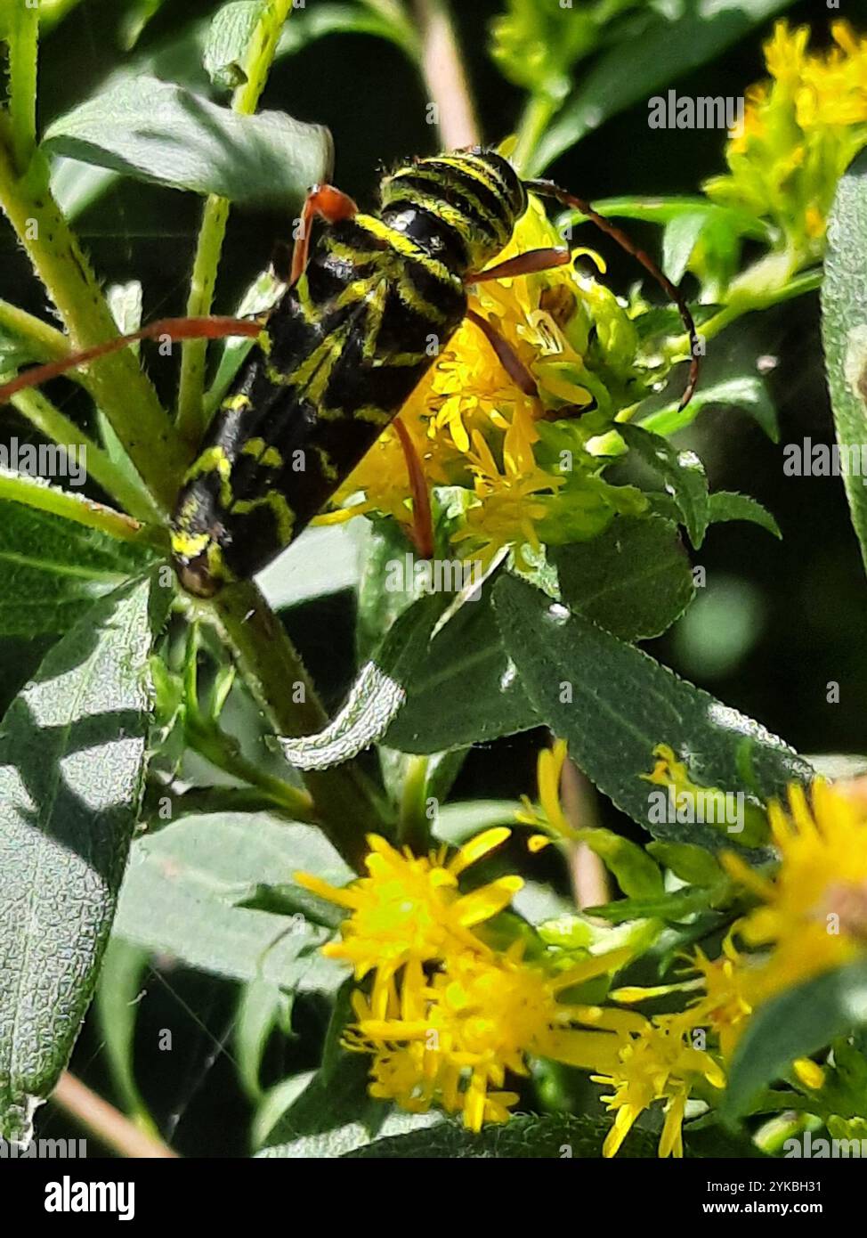 Locust Borer (Megacyllene robiniae Stock Photo - Alamy