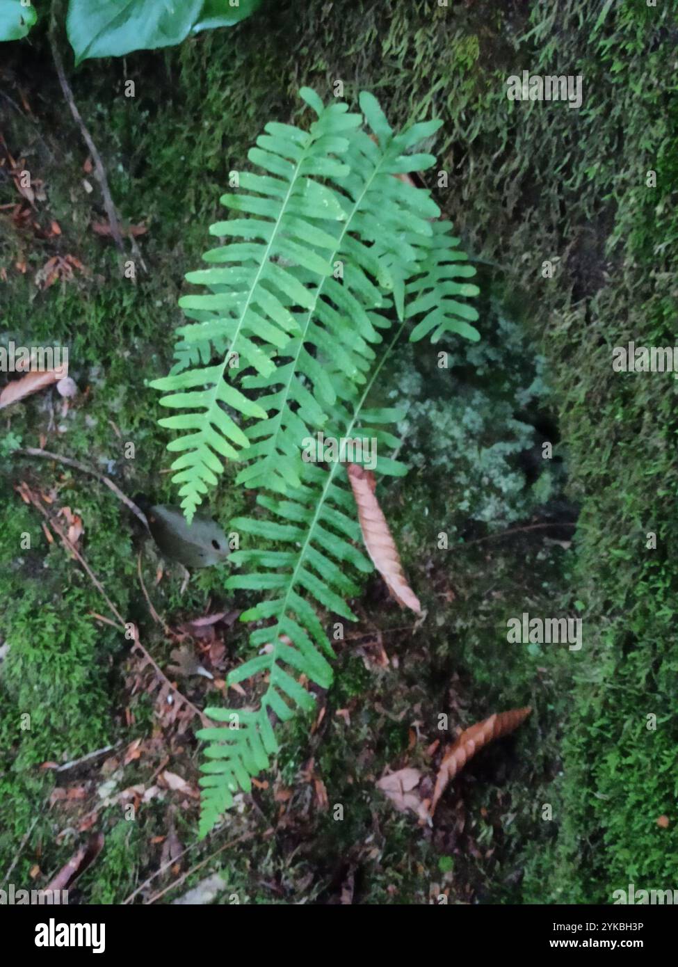 common polypody (Polypodium vulgare Stock Photo - Alamy