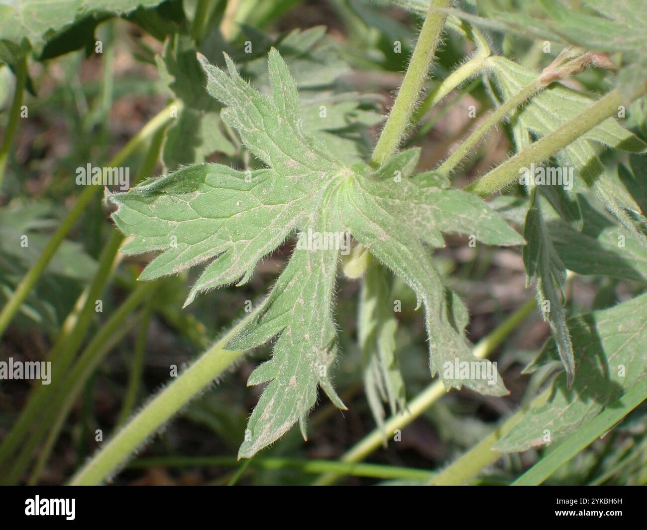 sticky geranium (Geranium viscosissimum Stock Photo - Alamy