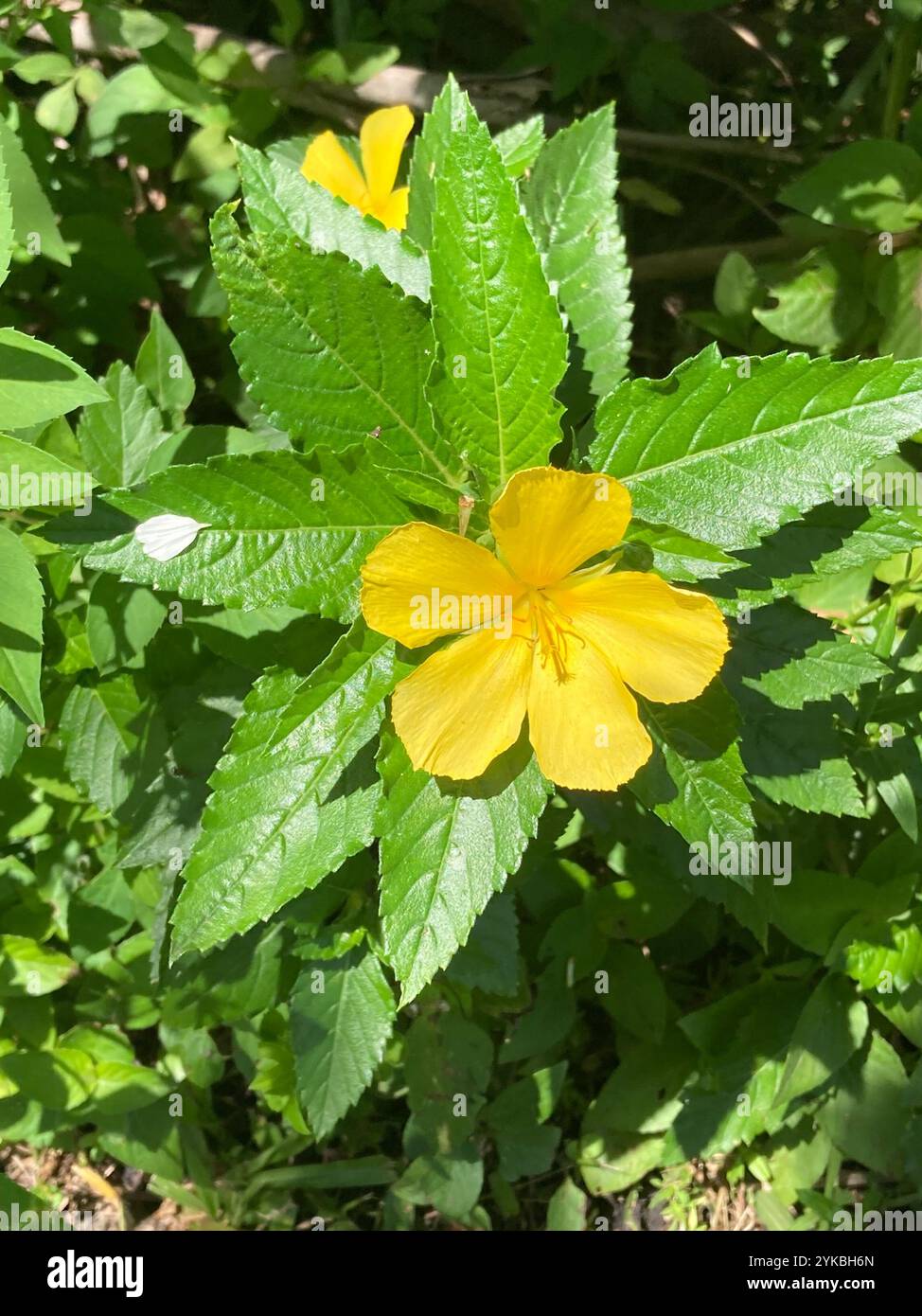 Yellow alder (Turnera ulmifolia Stock Photo - Alamy