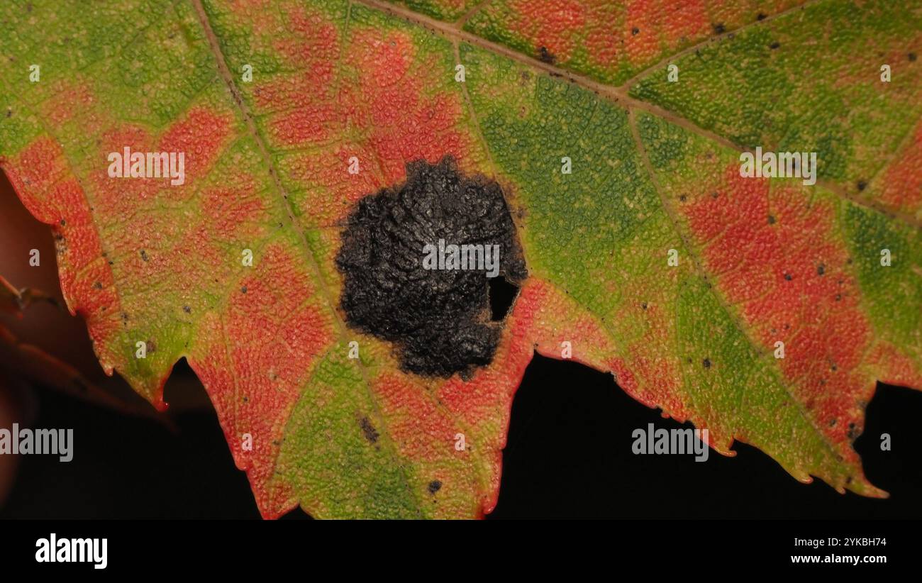 American Tar Spot (Rhytisma americanum Stock Photo - Alamy