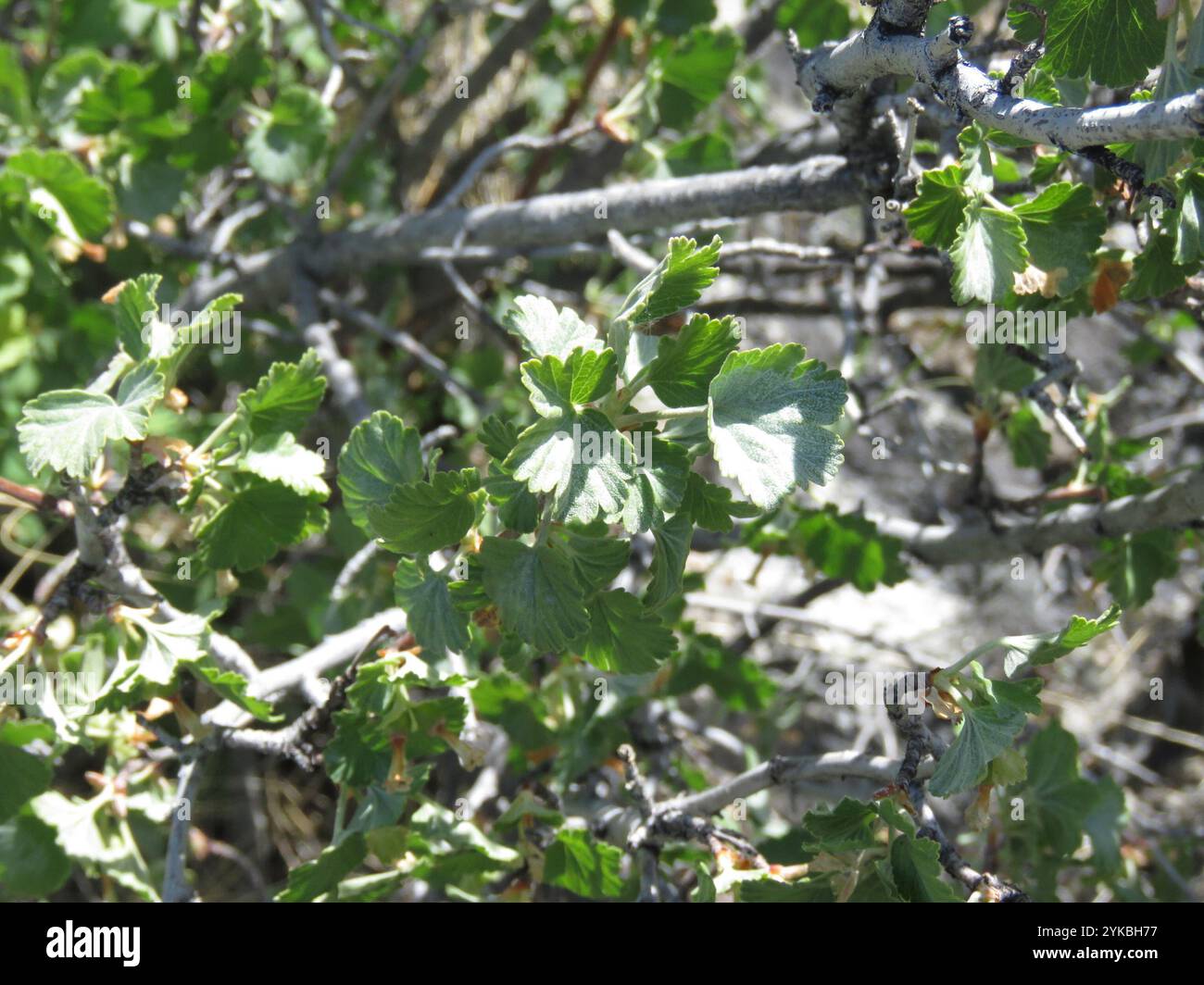 wax currant (Ribes cereum Stock Photo - Alamy