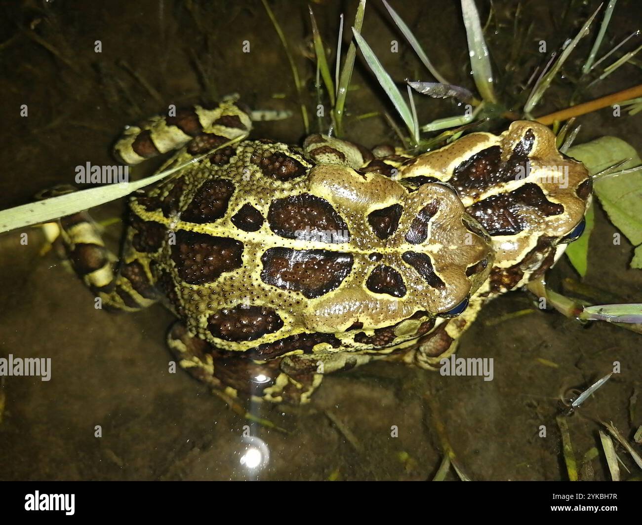 Western Leopard Toad (Sclerophrys pantherina Stock Photo - Alamy