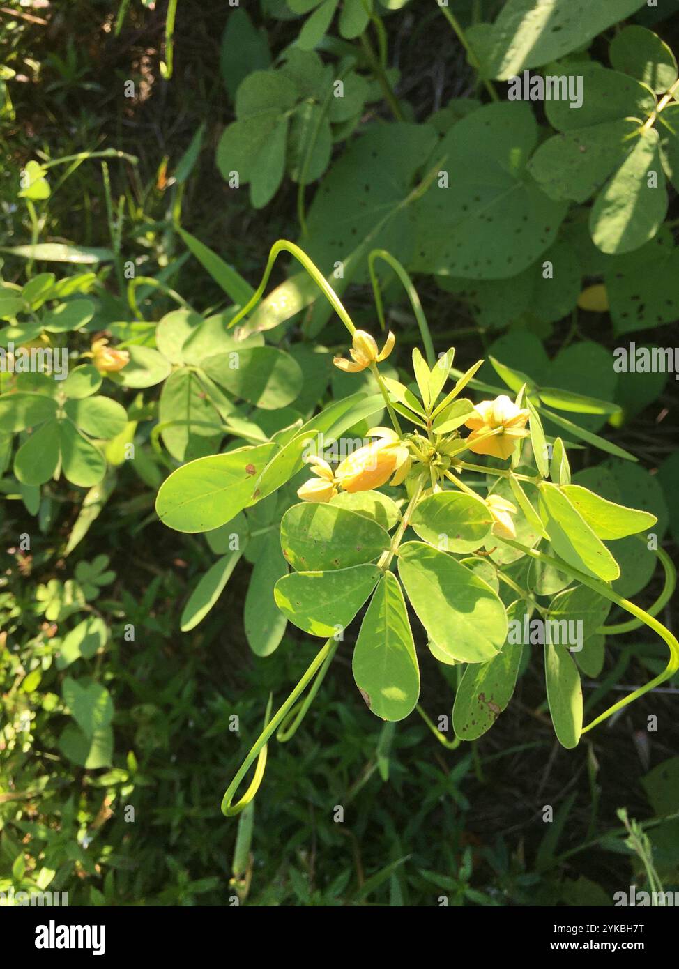 American Sicklepod (Senna obtusifolia Stock Photo - Alamy