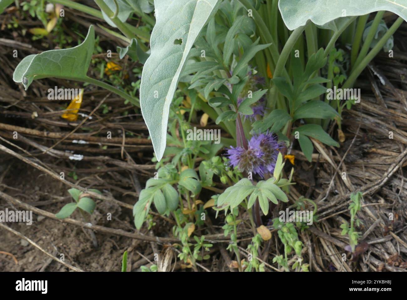 ballhead waterleaf (Hydrophyllum capitatum Stock Photo - Alamy