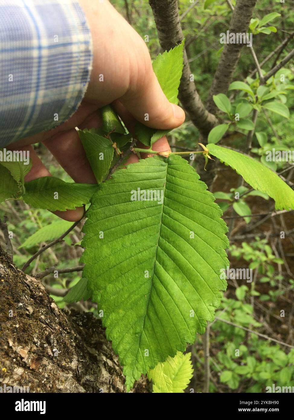 rock elm (Ulmus thomasii Stock Photo - Alamy