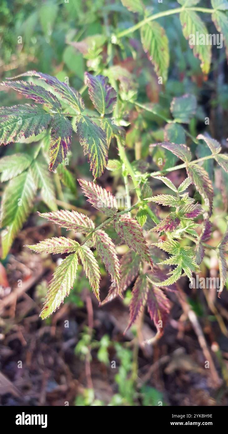 roseleaf bramble (Rubus rosifolius Stock Photo - Alamy