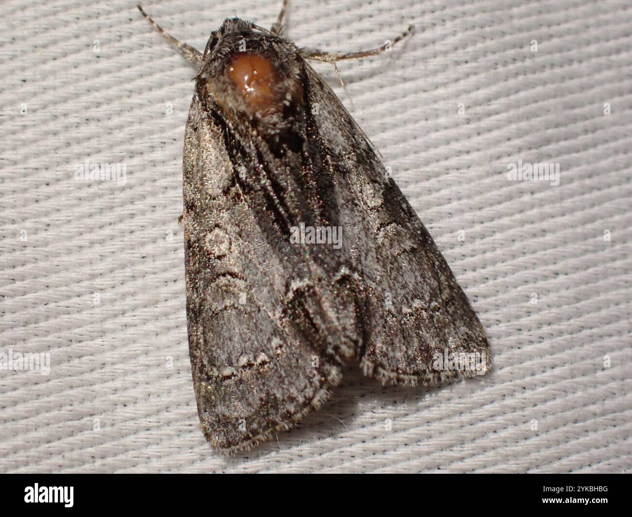 Dagger Moths (Acronicta Stock Photo - Alamy
