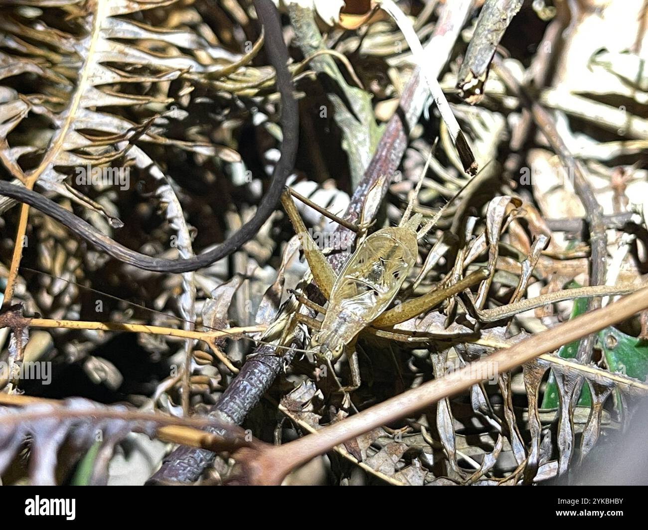 Japanese Pine Cricket (Xenogryllus marmoratus Stock Photo - Alamy