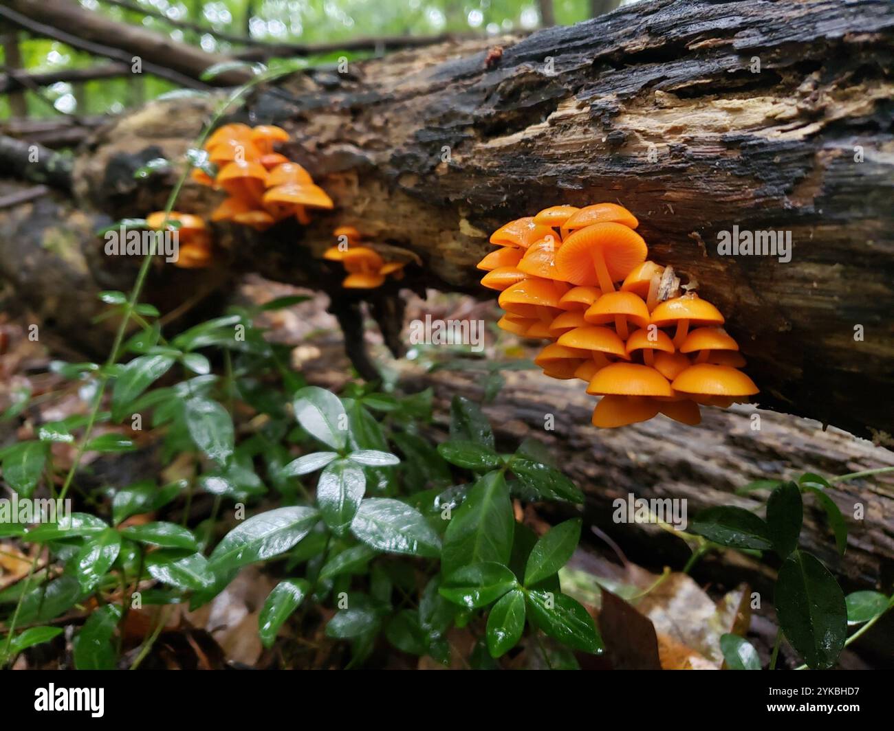 orange mycena (Mycena leaiana Stock Photo - Alamy