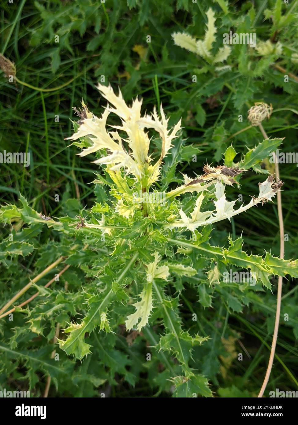 Bacterial Speck (Pseudomonas syringae Stock Photo - Alamy