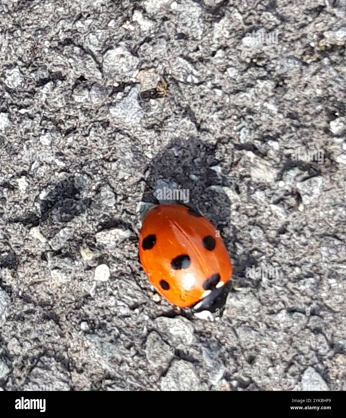 Seven-spotted Lady Beetle (Coccinella septempunctata Stock Photo - Alamy