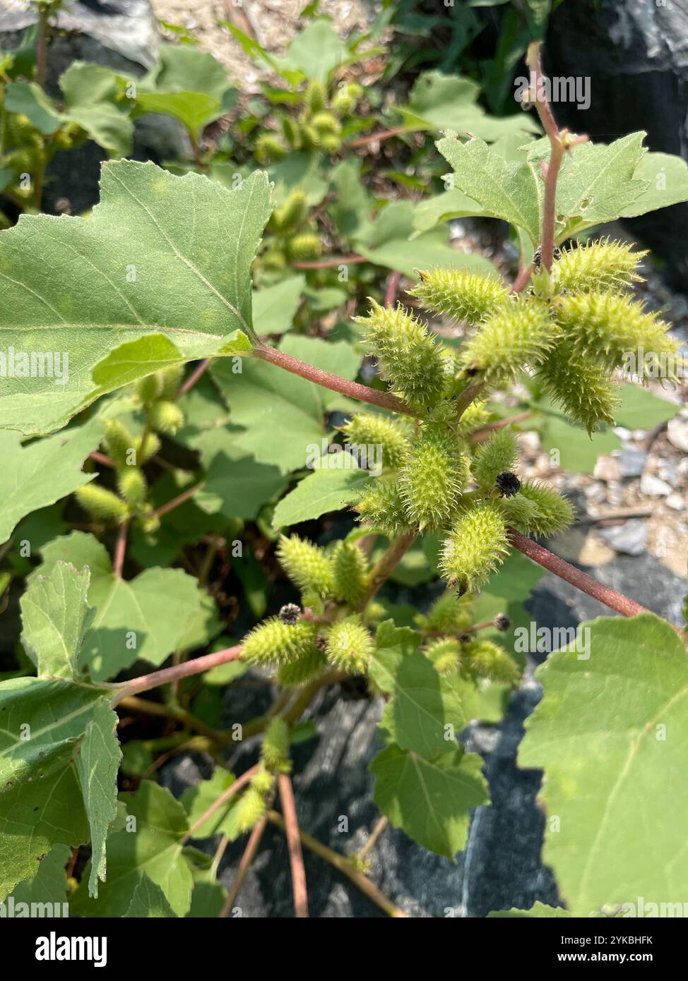 Cockleburs hi-res stock photography and images - Alamy
