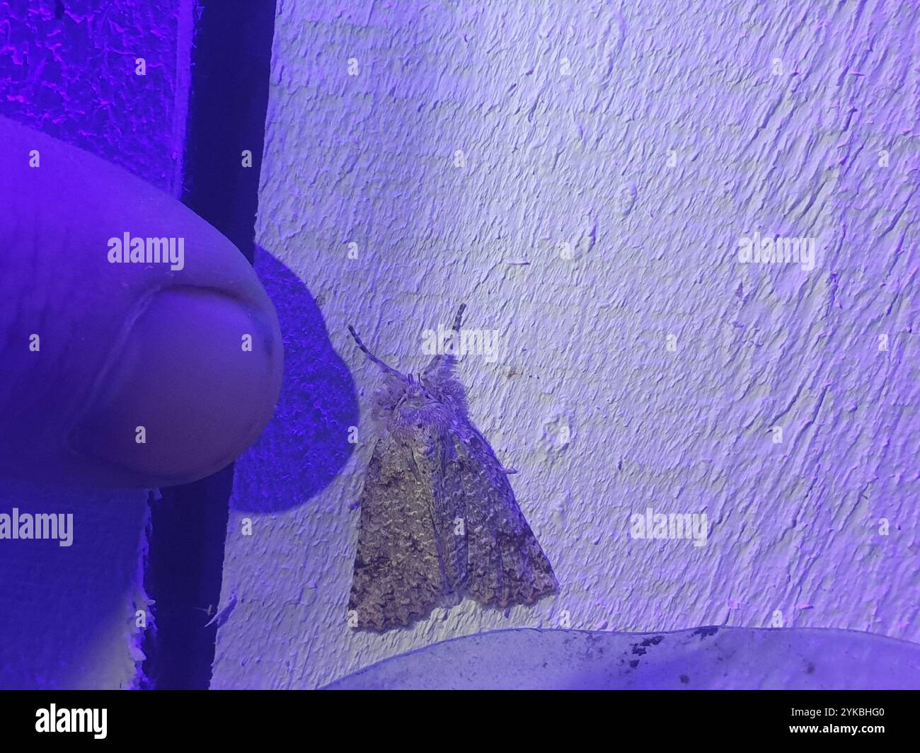 Forest Semilooper (Declana floccosa Stock Photo - Alamy