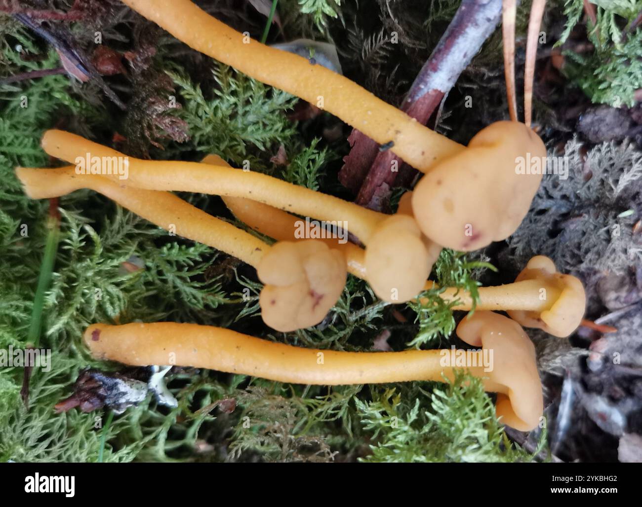 Ochre Jelly Club (Leotia lubrica Stock Photo - Alamy
